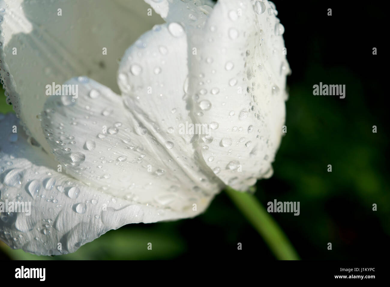 White tulip covered in raindrops Stock Photo - Alamy