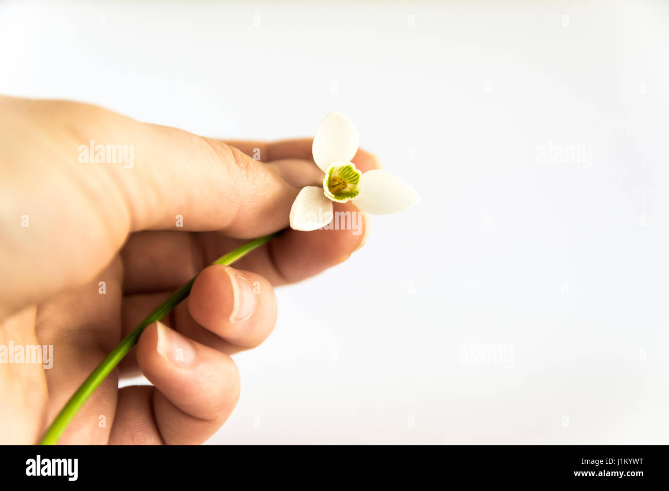 A hand holding spring snowdrop (Galanthus nivalis) blooming flower ...