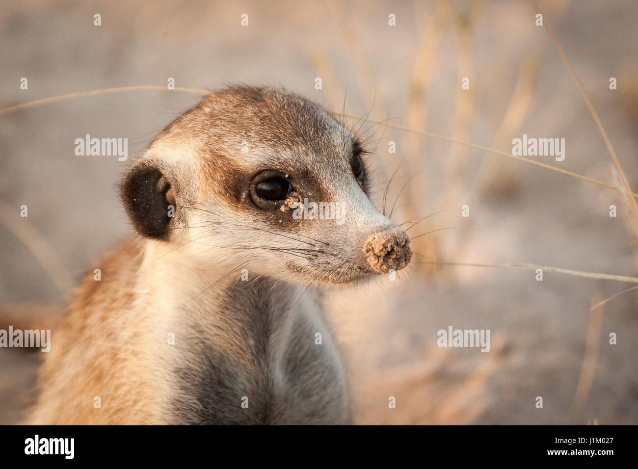 Suricate in the sand of the desert of Kgalagadi, Botswana, Africa Stock ...