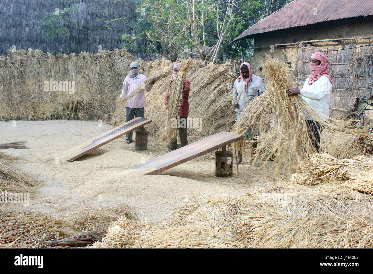 People are seen at the work of harvesting ripe paddy. They are doing ...