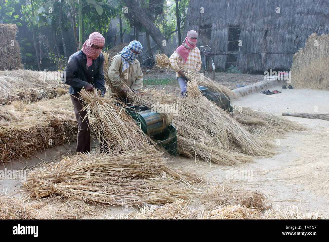 People are seen at the work of harvesting ripe paddy. They are doing ...