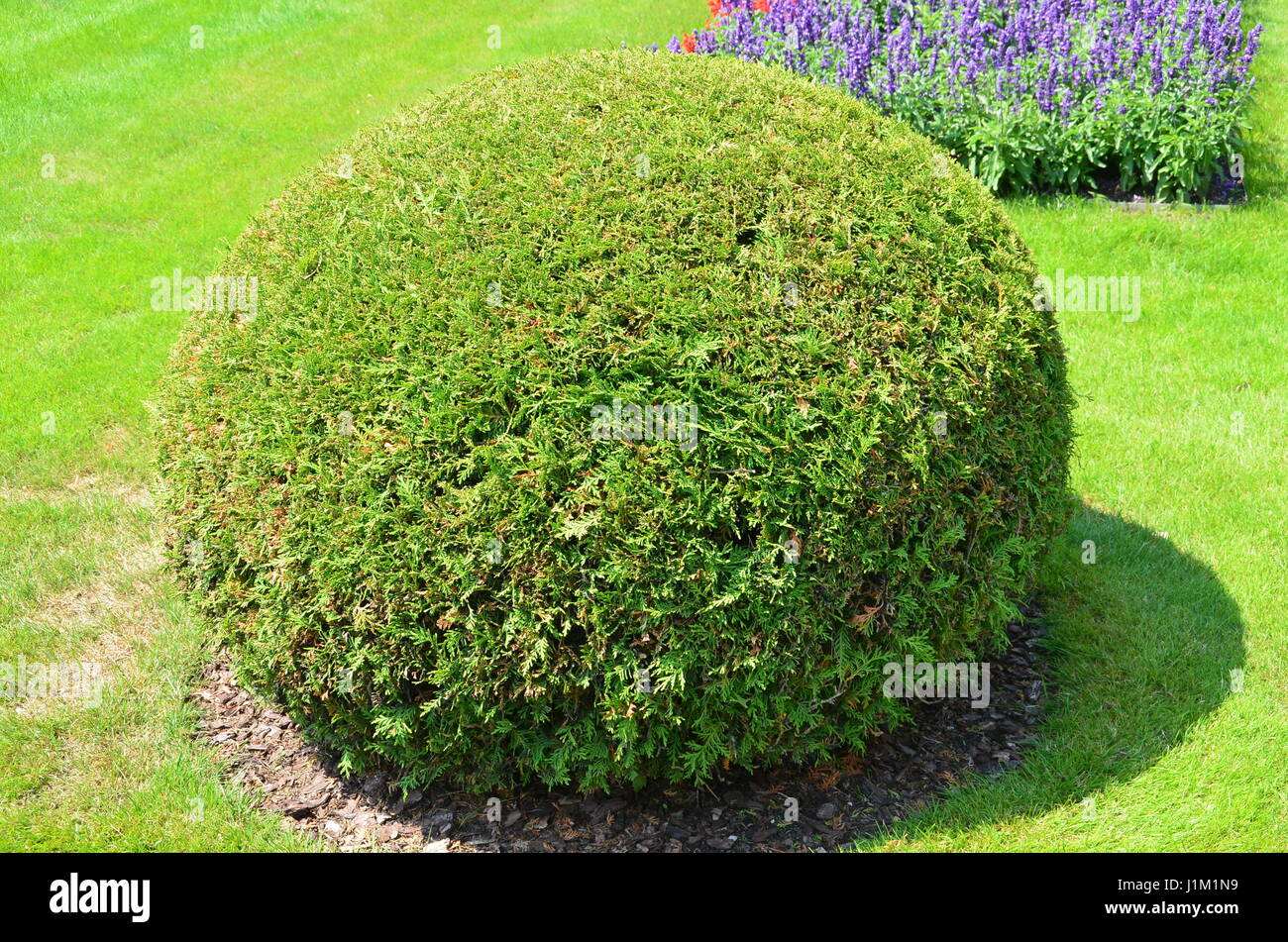 Boxwood formal hi-res stock photography and images - Alamy