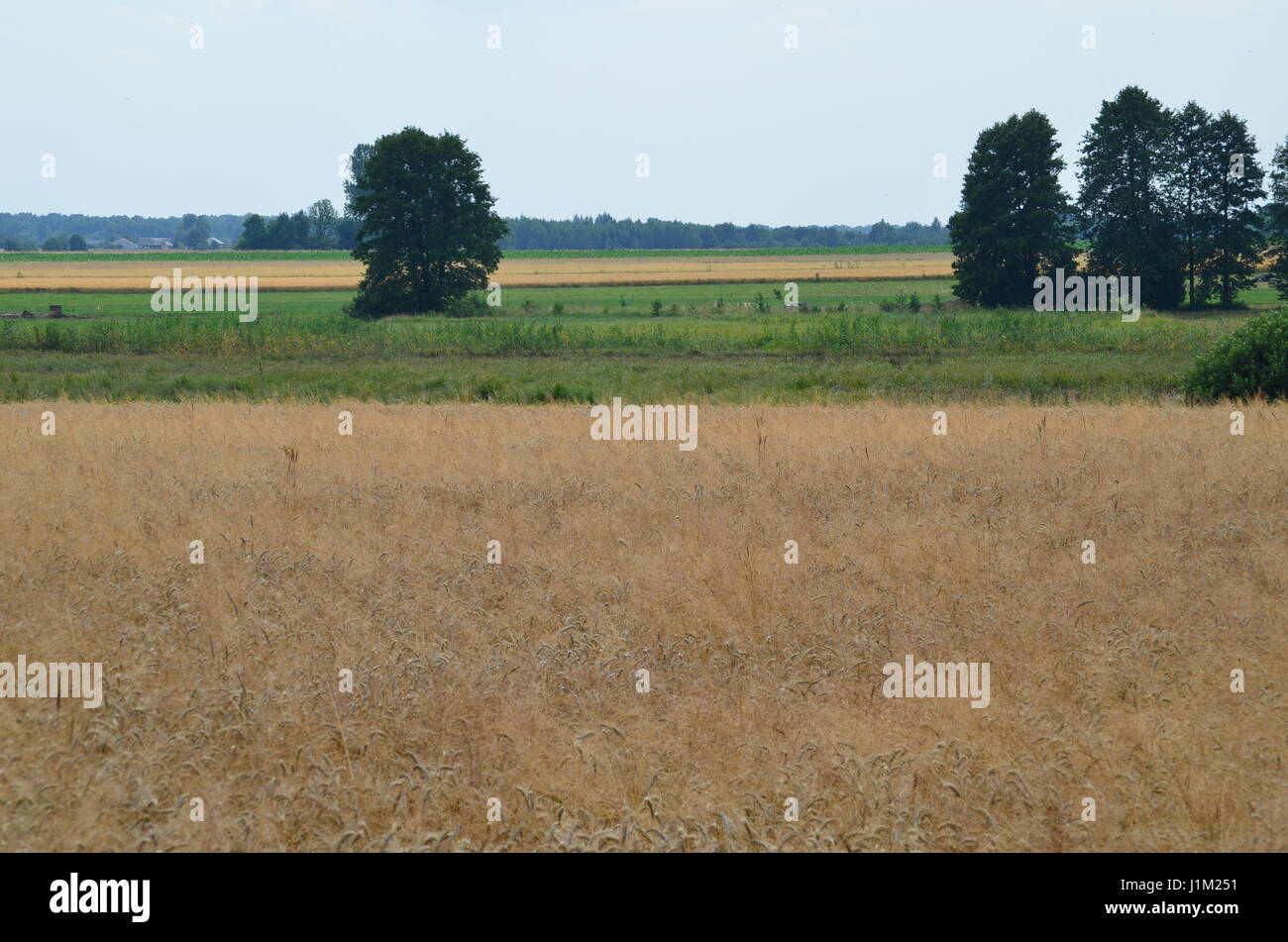 Monoculture field hi-res stock photography and images - Alamy