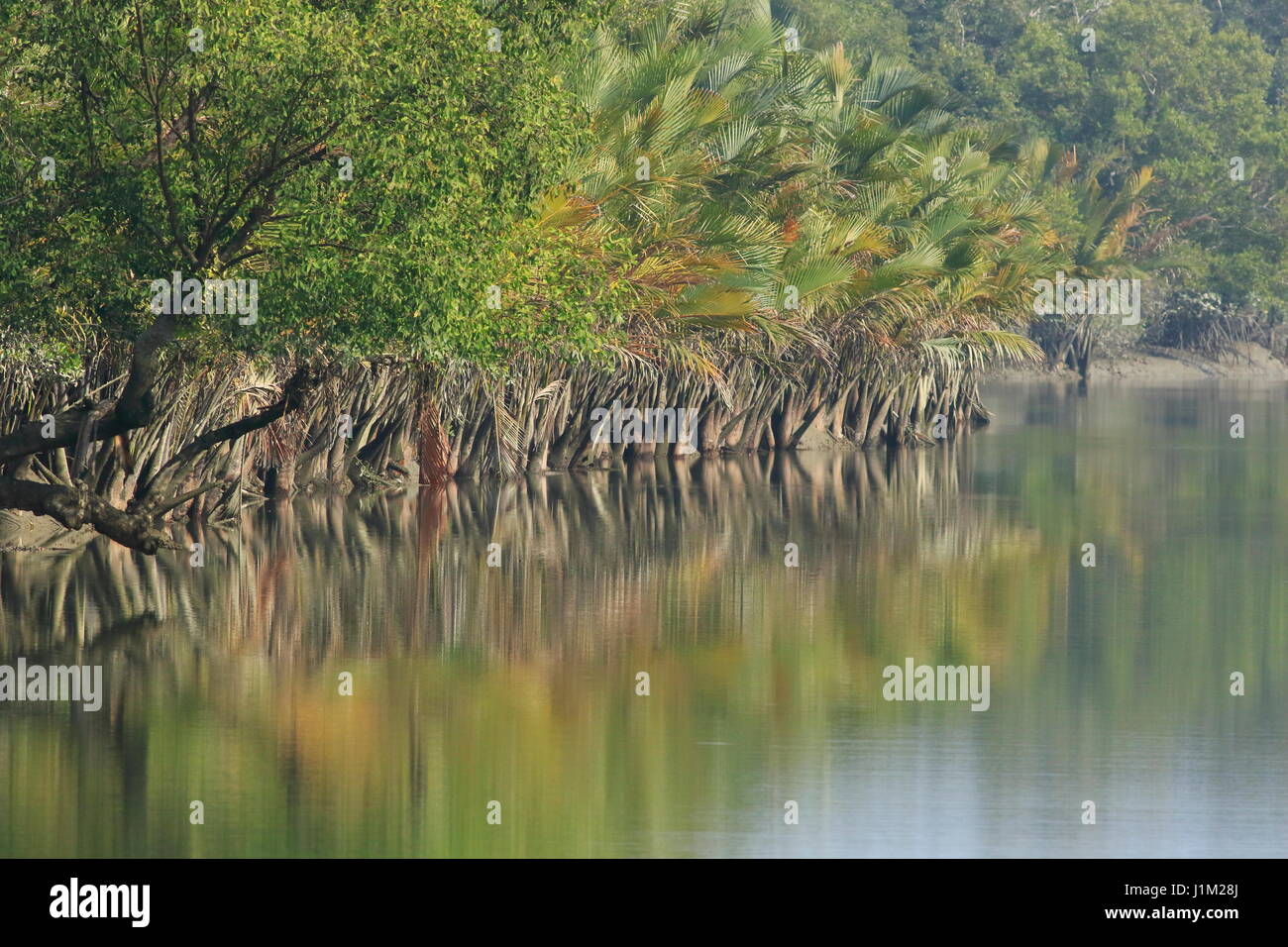 Nipa palm tree hi-res stock photography and images - Alamy