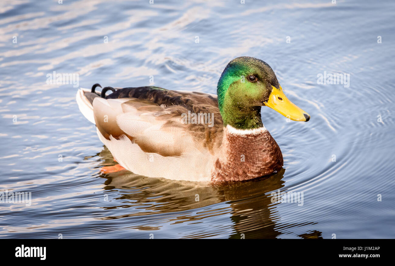 Duck in water pond Stock Photo - Alamy
