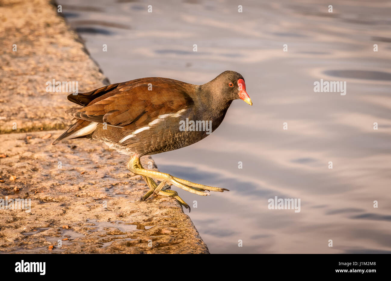 Drake and hen water fowl hi-res stock photography and images - Alamy