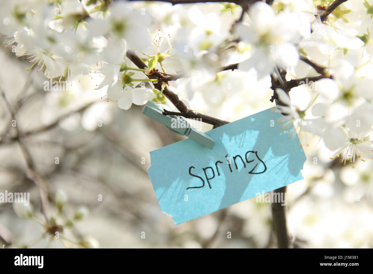 Blooms day hi-res stock photography and images - Alamy