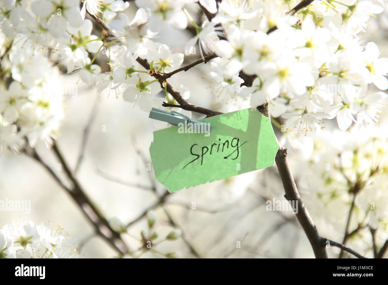 Spring Tag and white flowers in a spring sunny day Stock Photo - Alamy