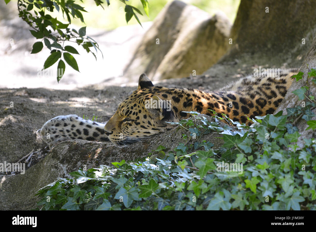 Leopard (Panthera pardus) lying on rock among ivy Stock Photo - Alamy