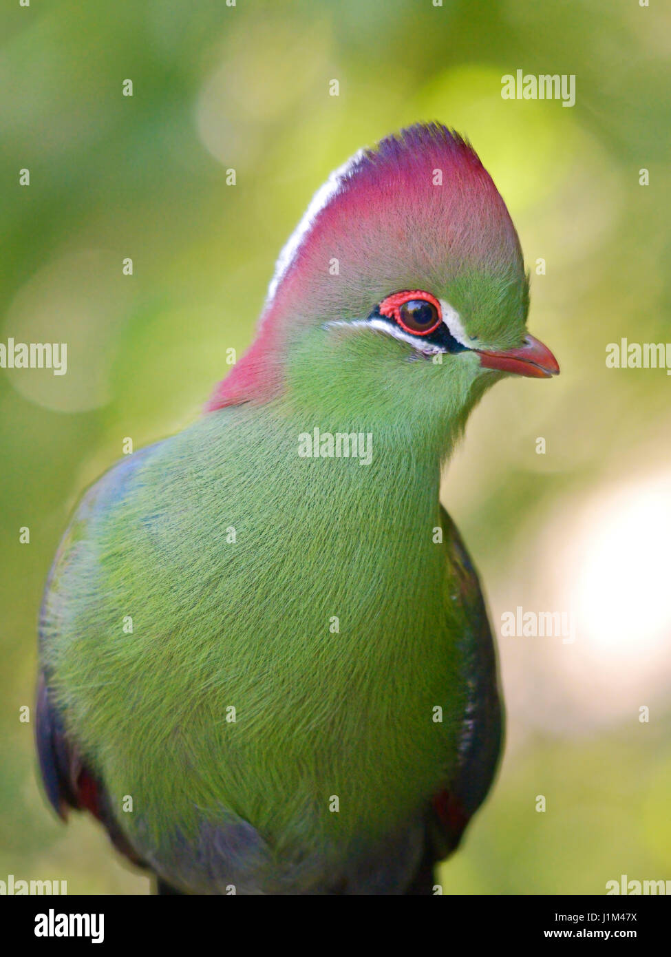 Closeup turaco of fischer (Tauraco fischeri Stock Photo - Alamy