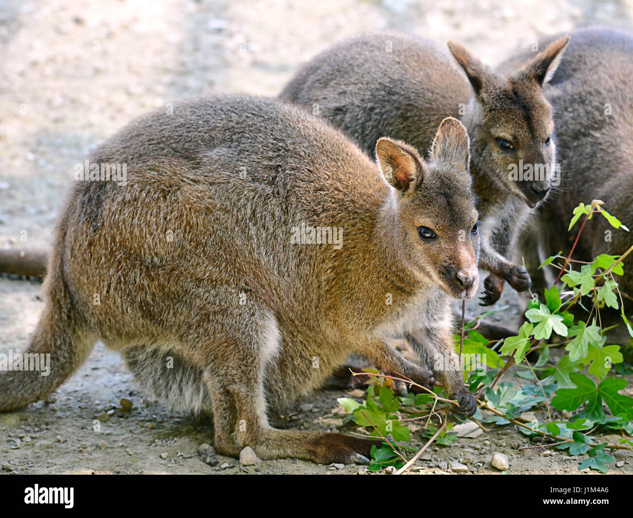 Red necked wallabies macropus rufogriseus hi-res stock photography and ...