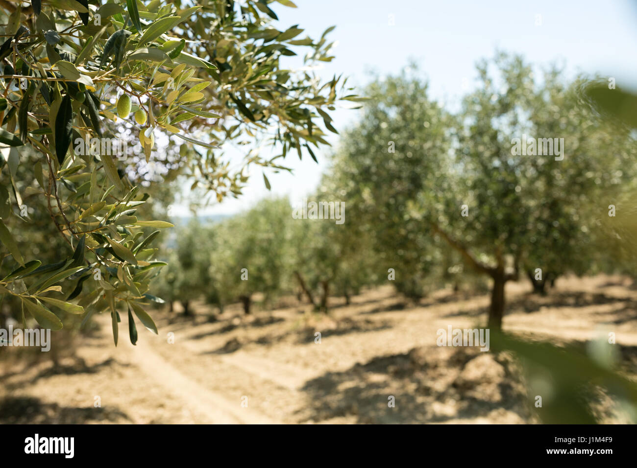 Mediterranean olive field Stock Photo - Alamy