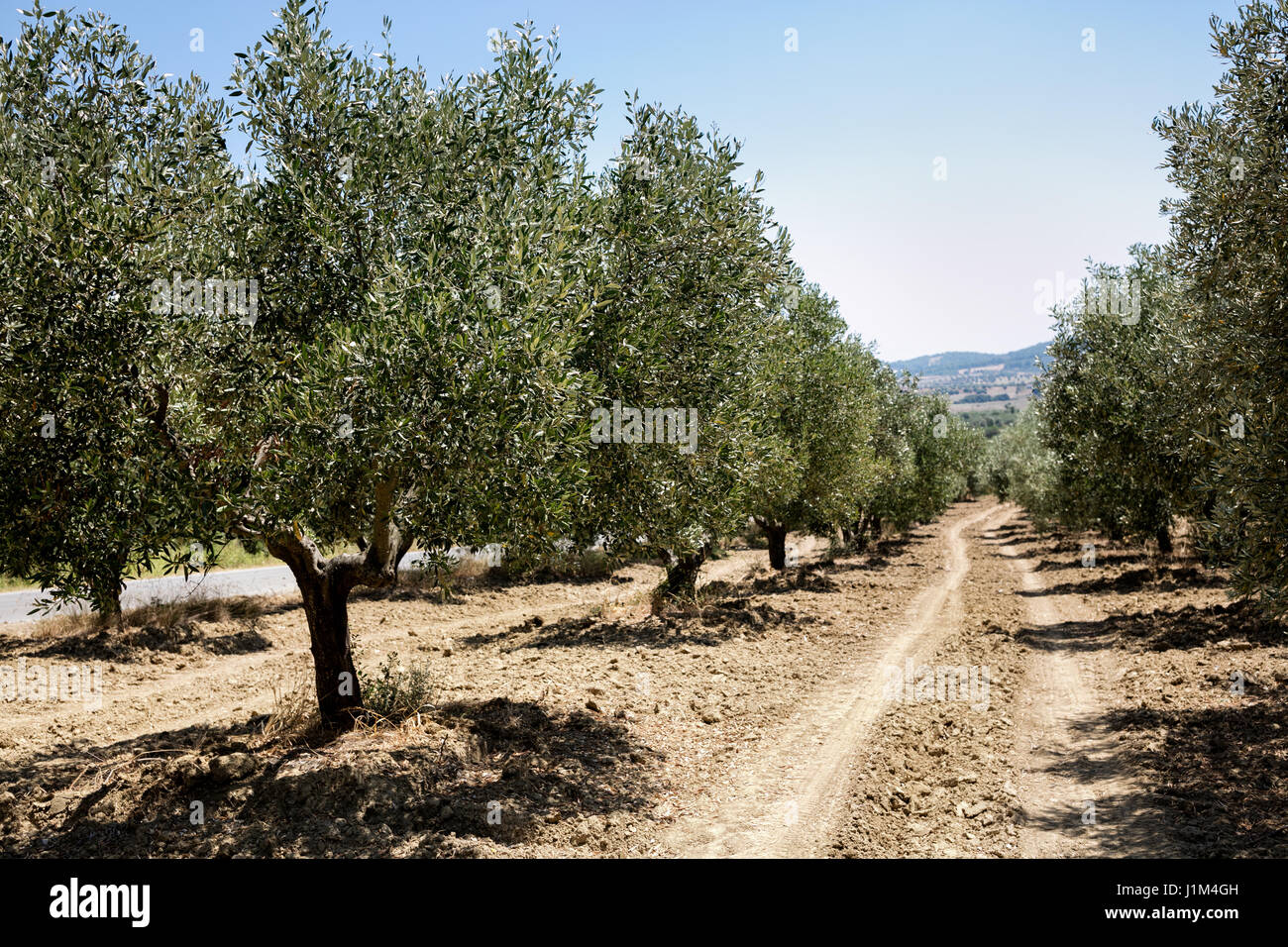 Olive grove in mediterranean branches hi-res stock photography and ...