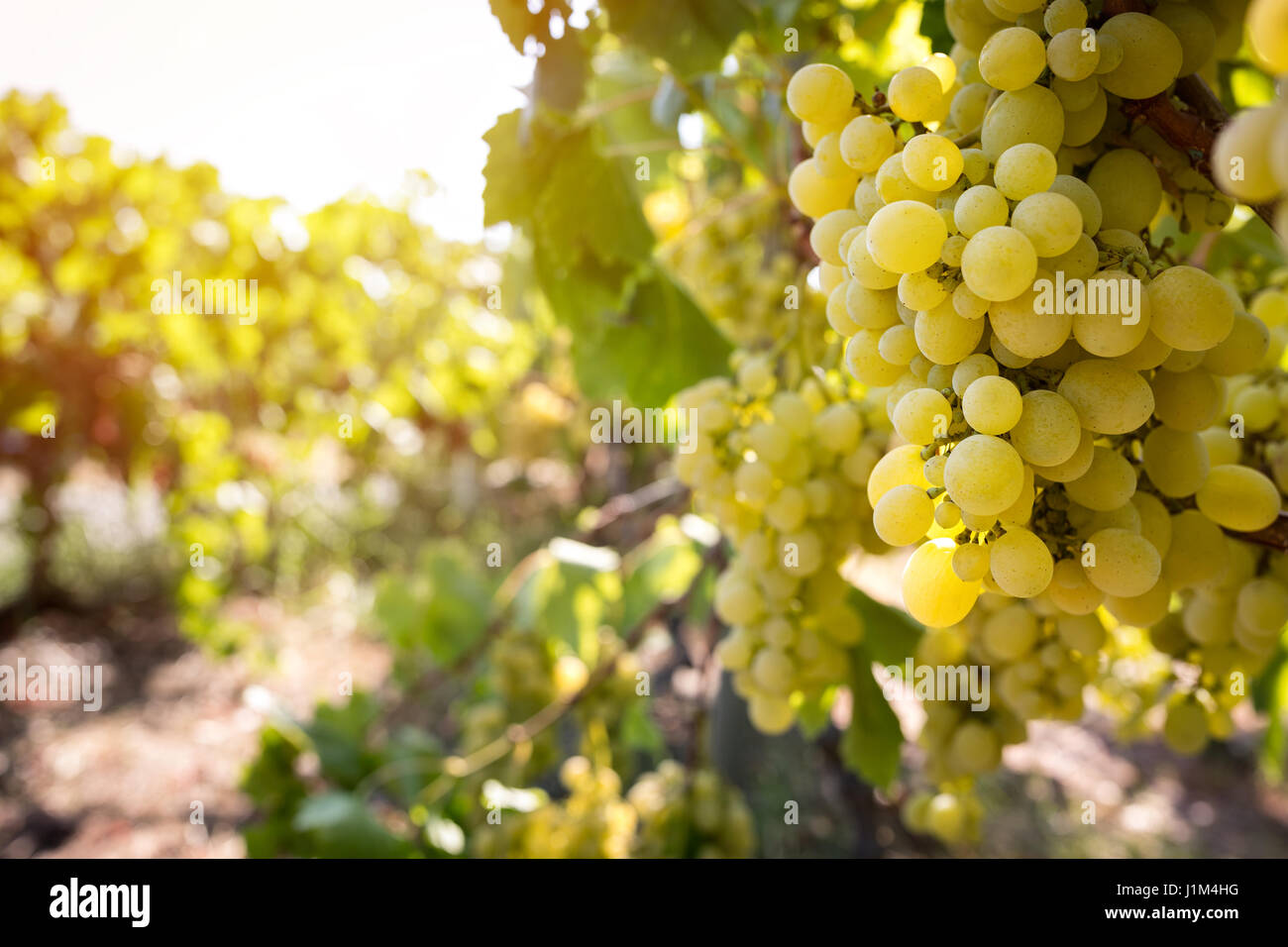 Vineyard plants landscape background hi-res stock photography and ...