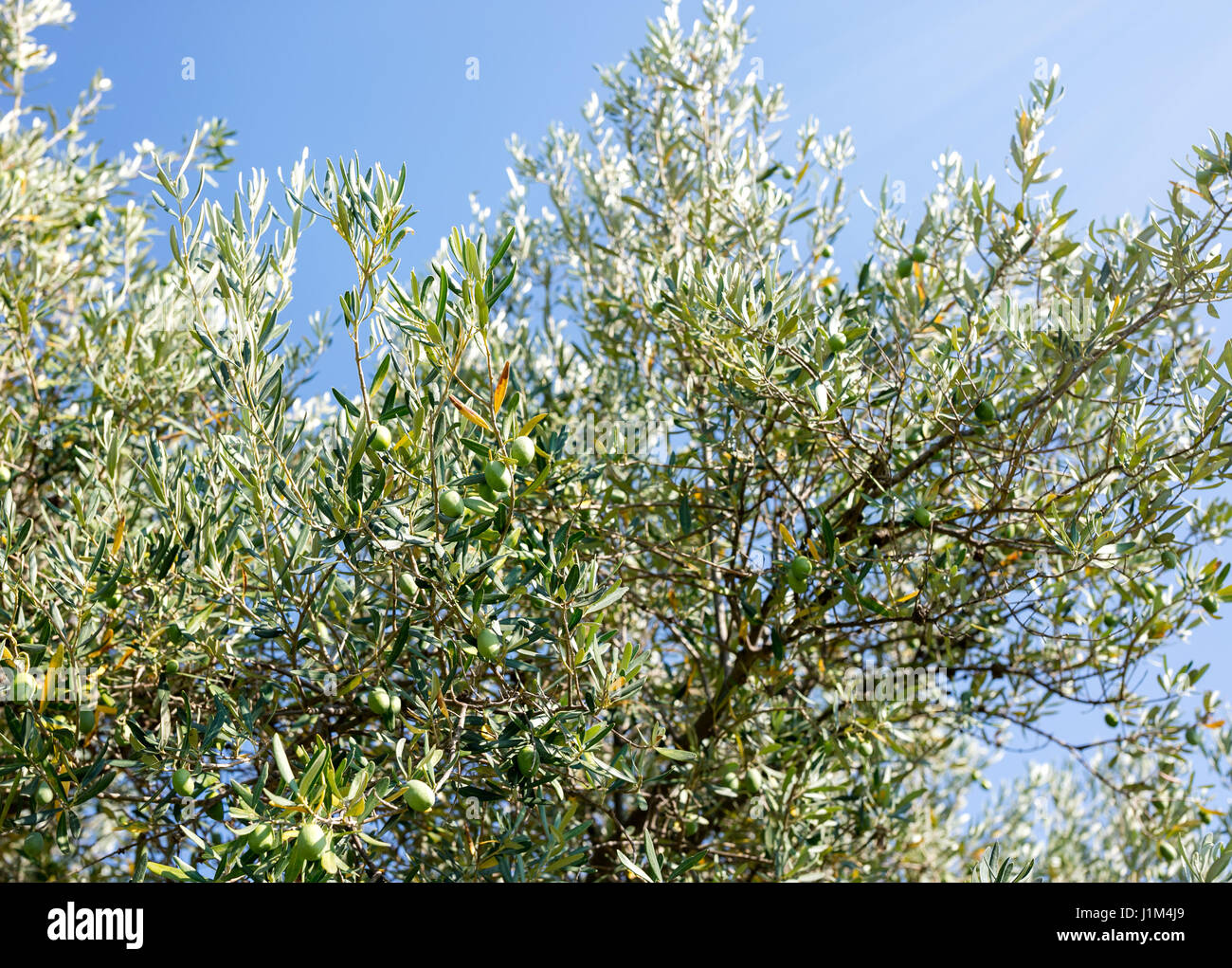 Olive rich hi-res stock photography and images - Alamy