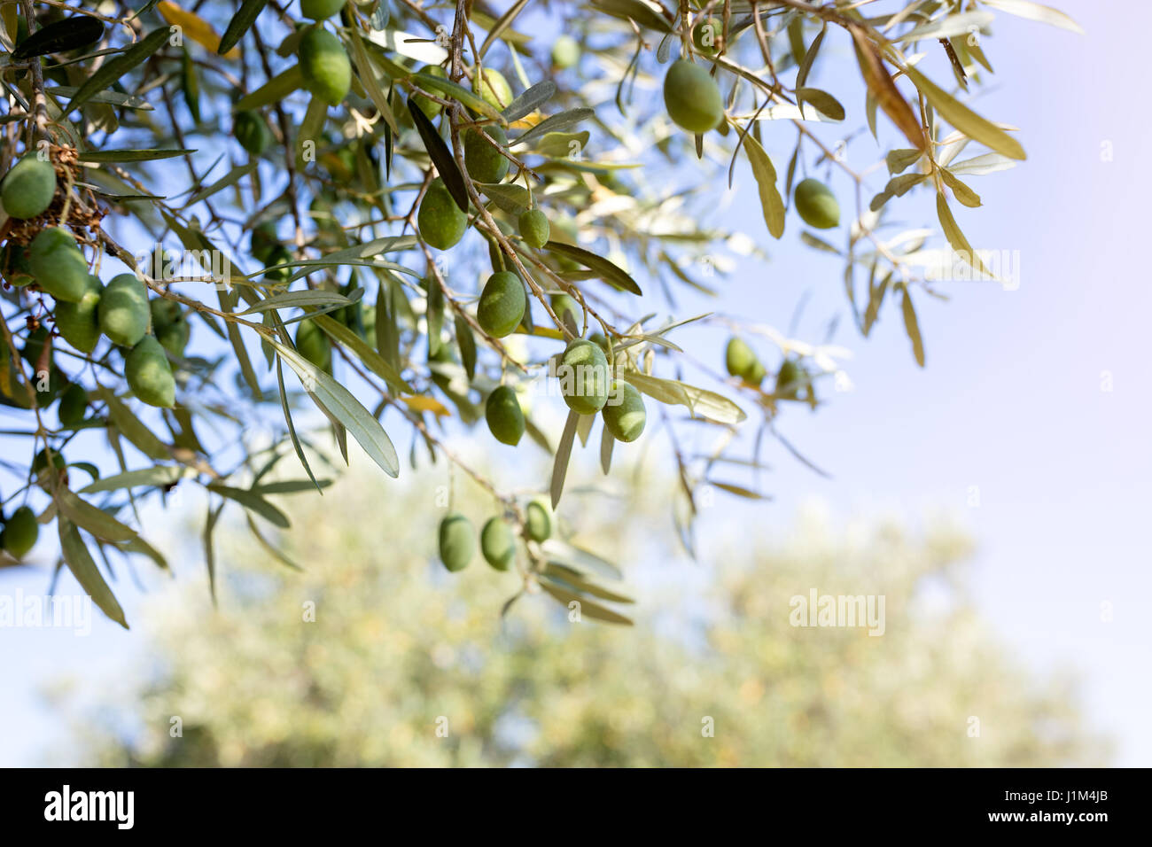 Olive yard hi-res stock photography and images - Alamy