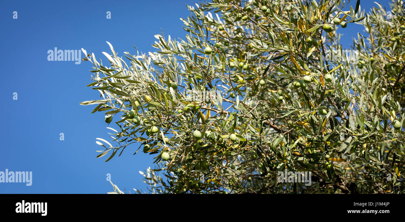 Part of olive tree, branch Stock Photo - Alamy
