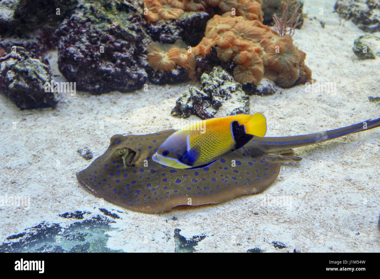 Exotic fishes hi-res stock photography and images - Alamy