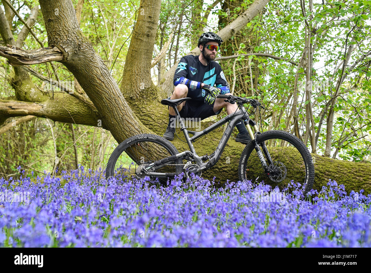 Mountain biker in blue bell countryside Stock Photo - Alamy