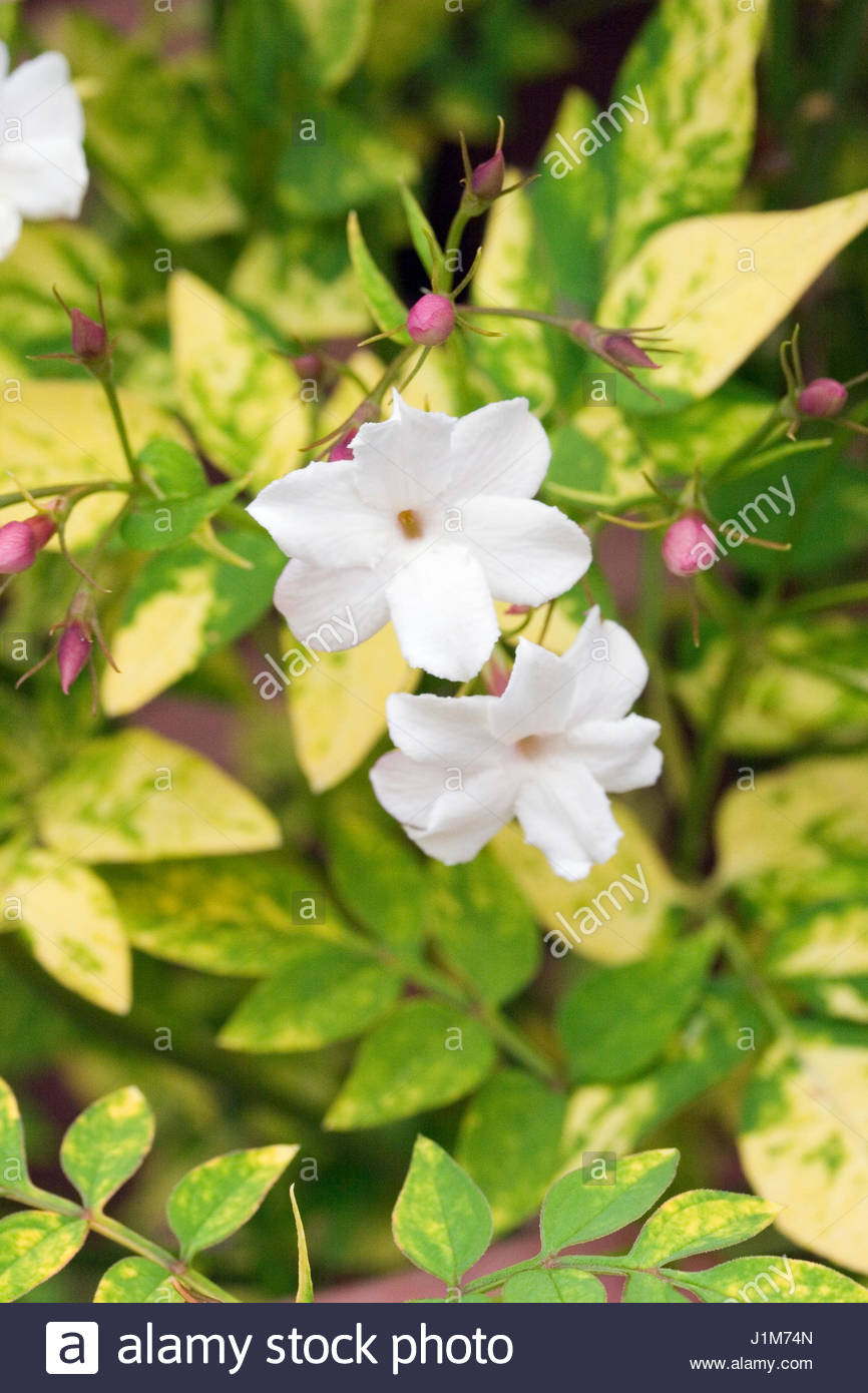 Poets Jasmine Stock Photos & Poets Jasmine Stock Images - Alamy