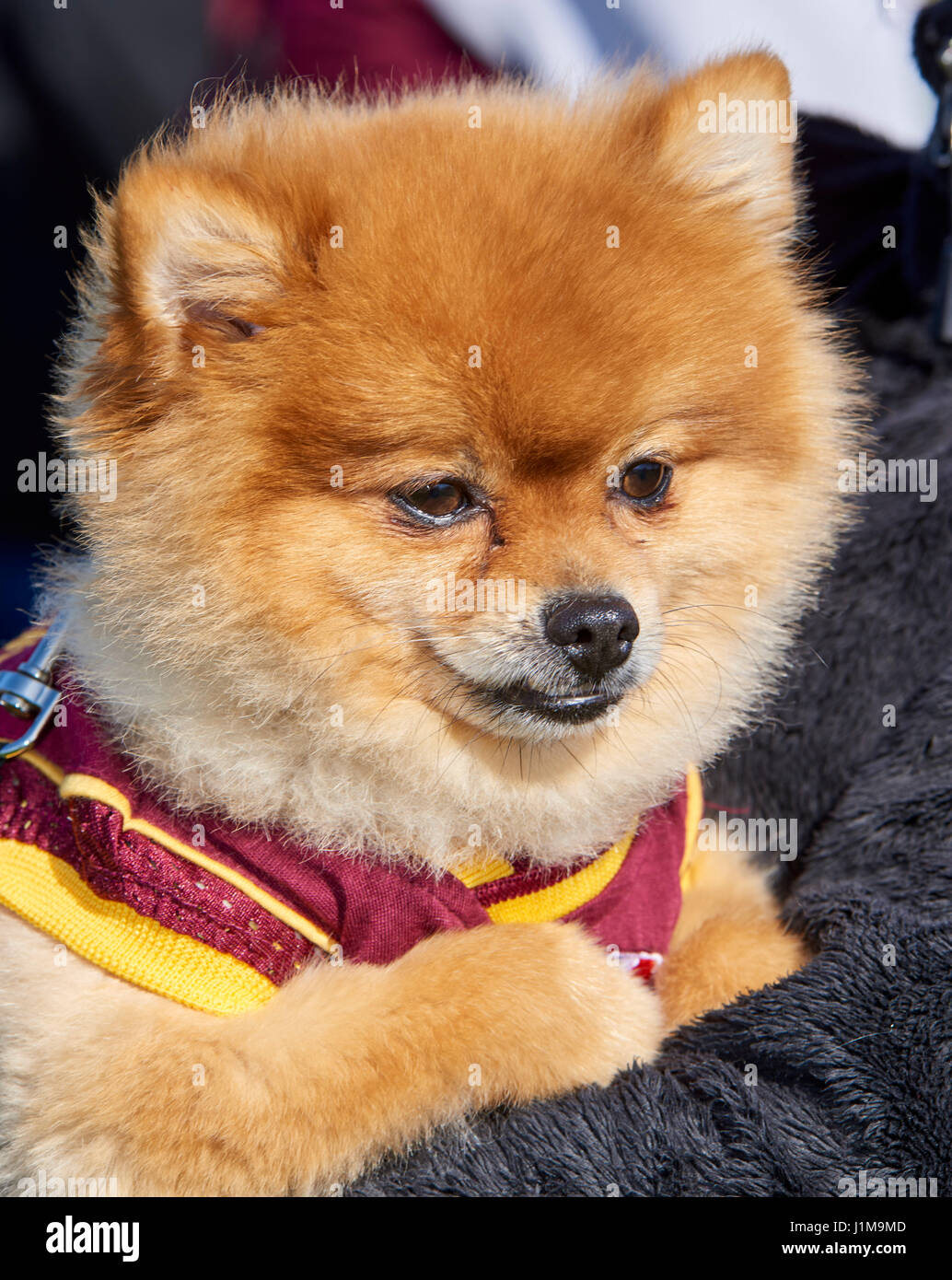 Cutest Dogs Photo Contest at Cleveland Metro Edgewater Park (April 24 ...
