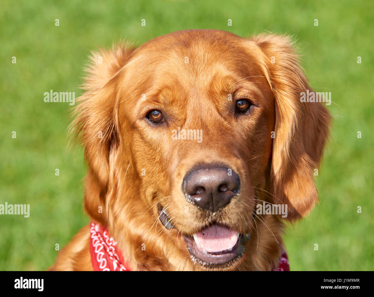 Cutest Dogs Photo Contest at Cleveland Metro Edgewater Park (April 24 ...