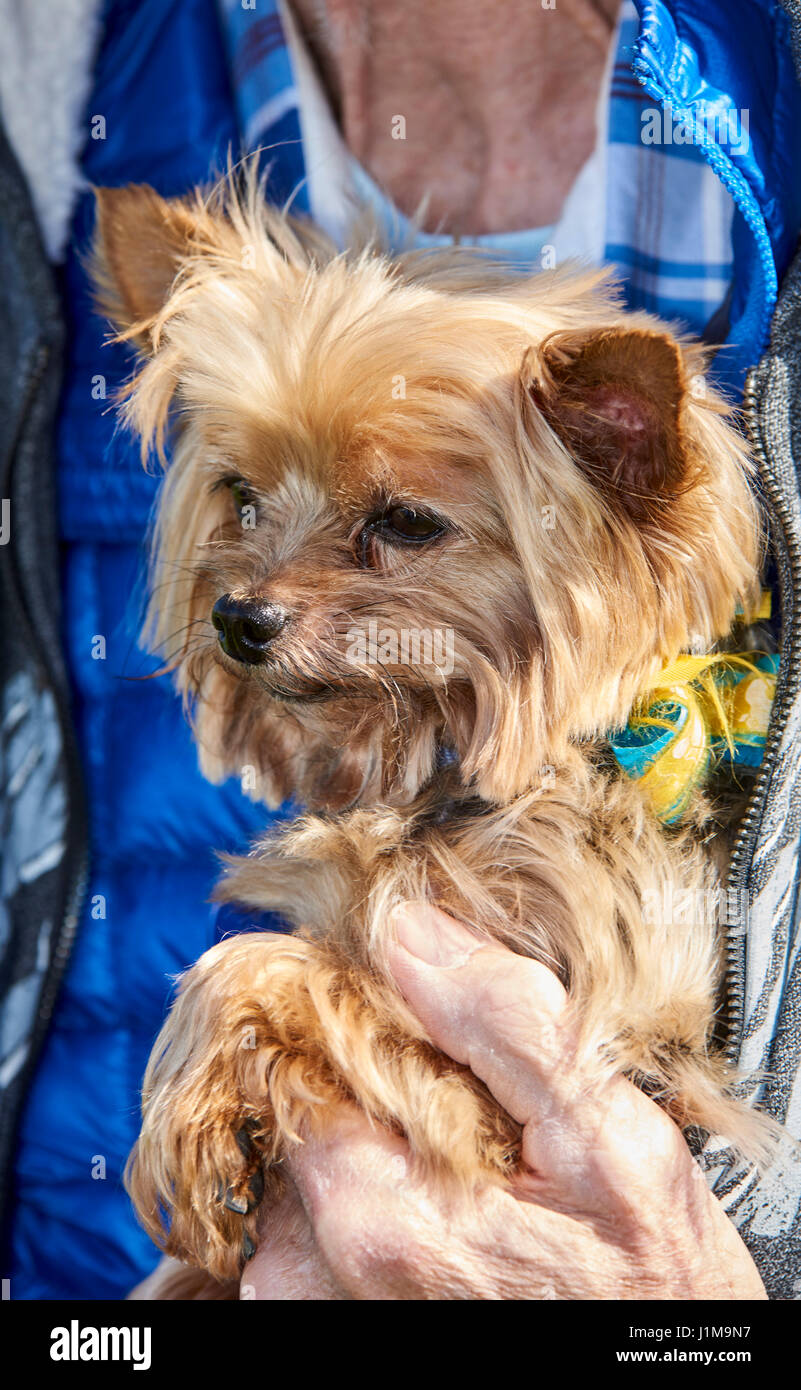 Cutest Dogs Photo Contest at Cleveland Metro Edgewater Park (April 24 ...