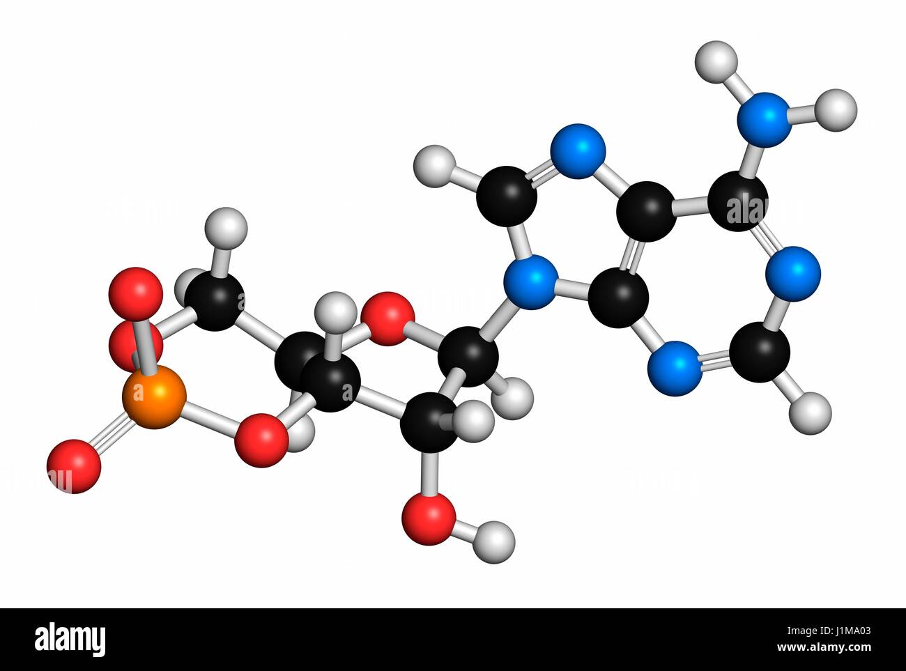 Cyclic adenosine monophosphate (cAMP) second messenger molecule. Atoms ...