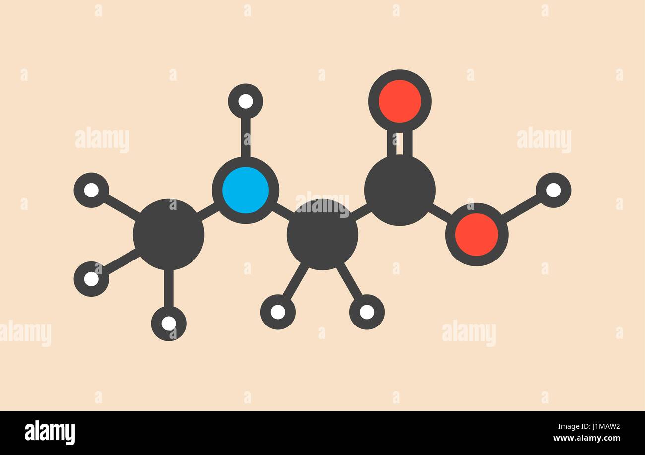 Sarcosine (N-methylglycine) molecule. Stylized skeletal formula ...