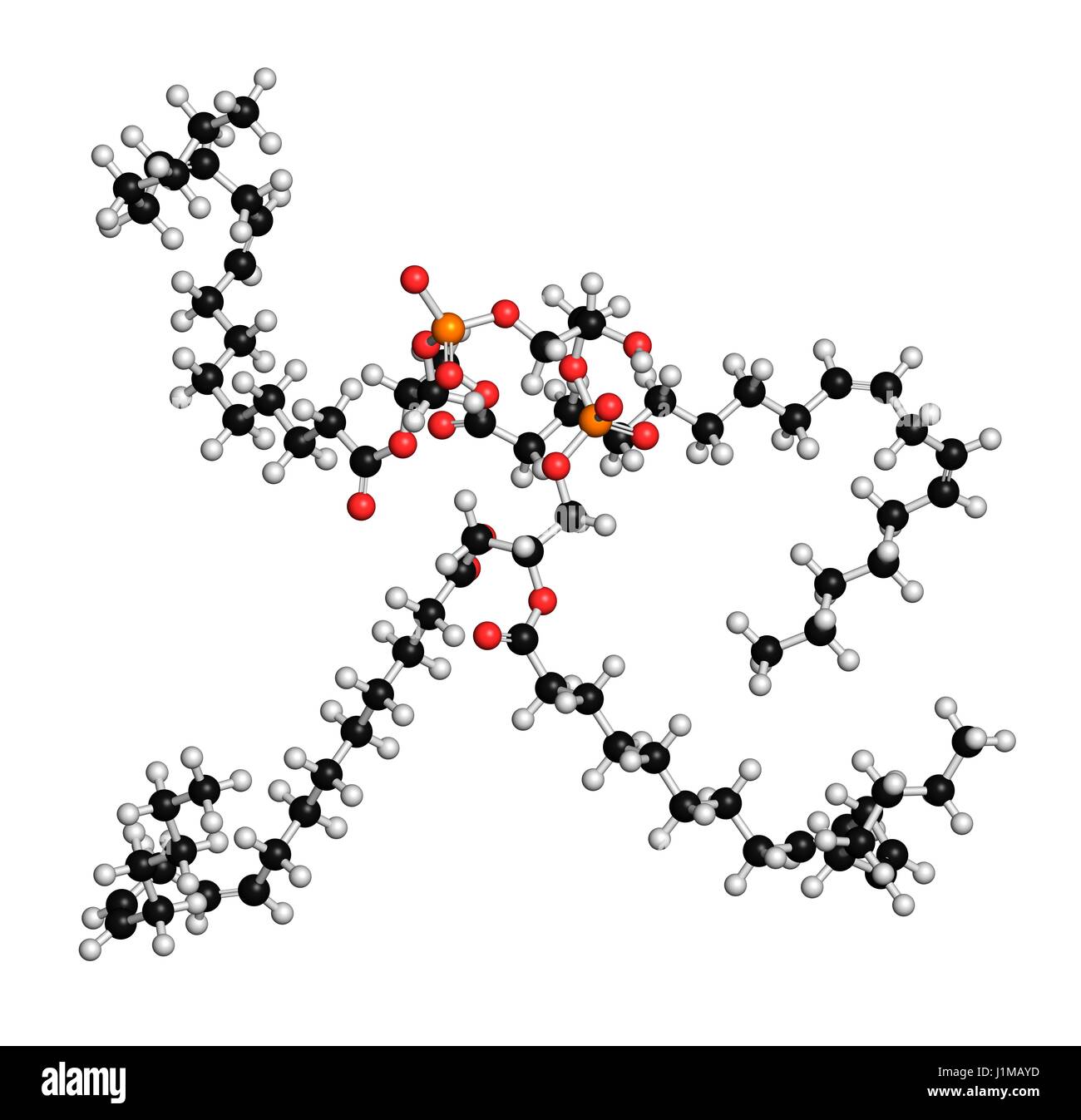 Cardiolipin (tetralinoleoyl cardiolipin) molecule. Important component ...