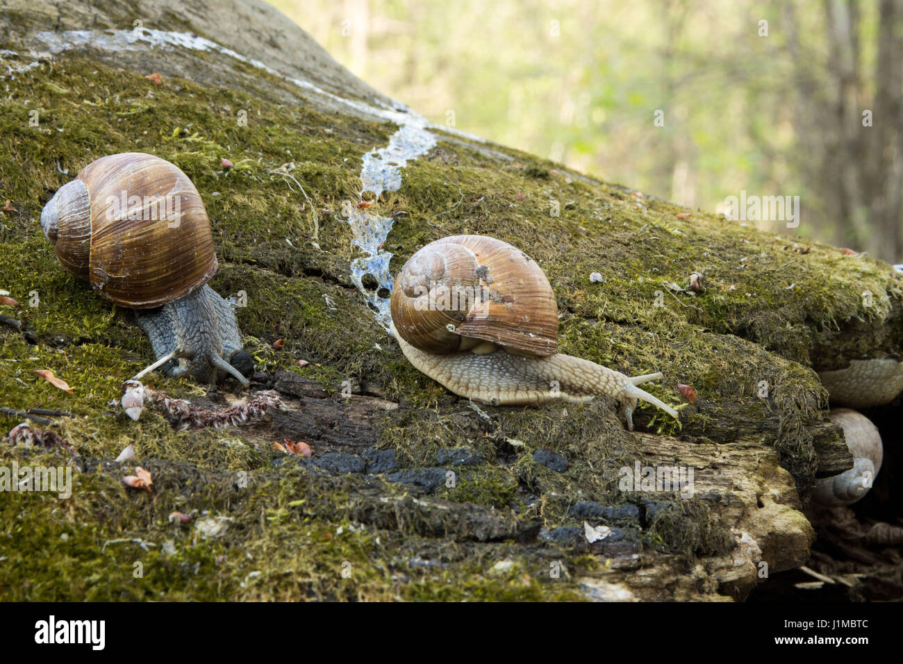 Slow tree stump in forest hi-res stock photography and images - Alamy