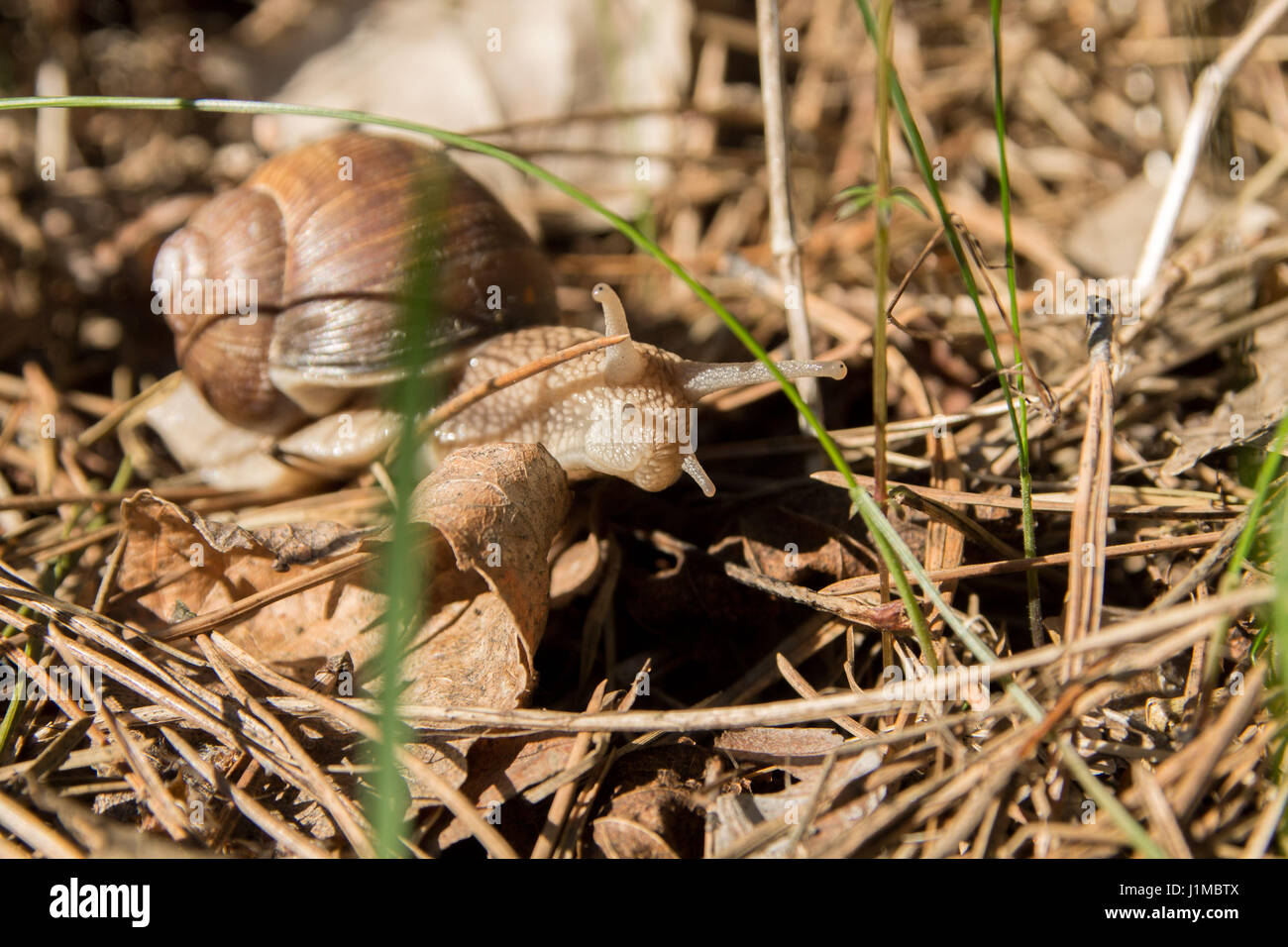 Natural snail in nature. Snail in the grass Stock Photo - Alamy