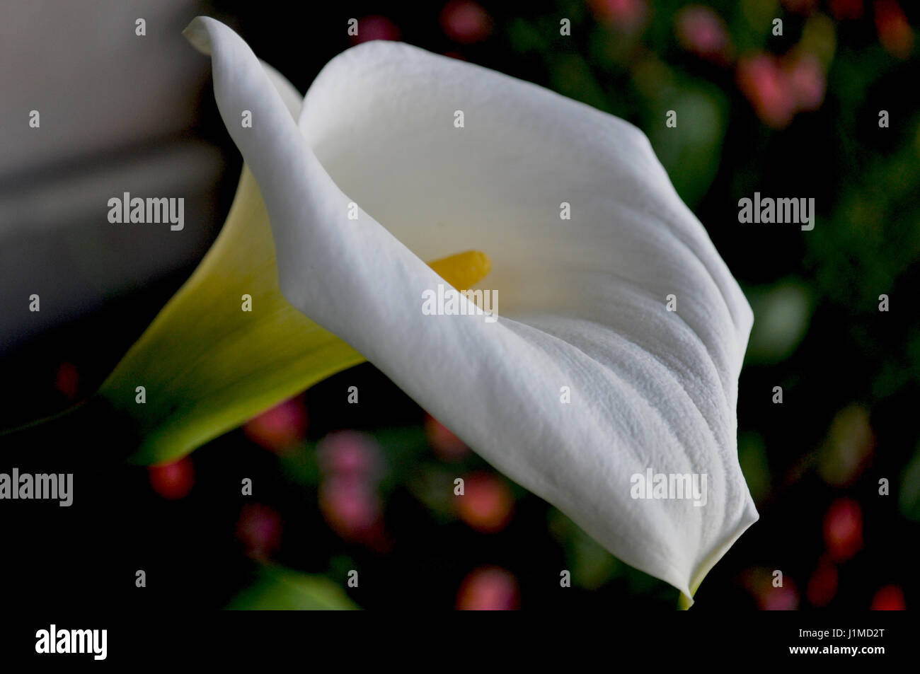 skin texture calla lily Stock Photo - Alamy