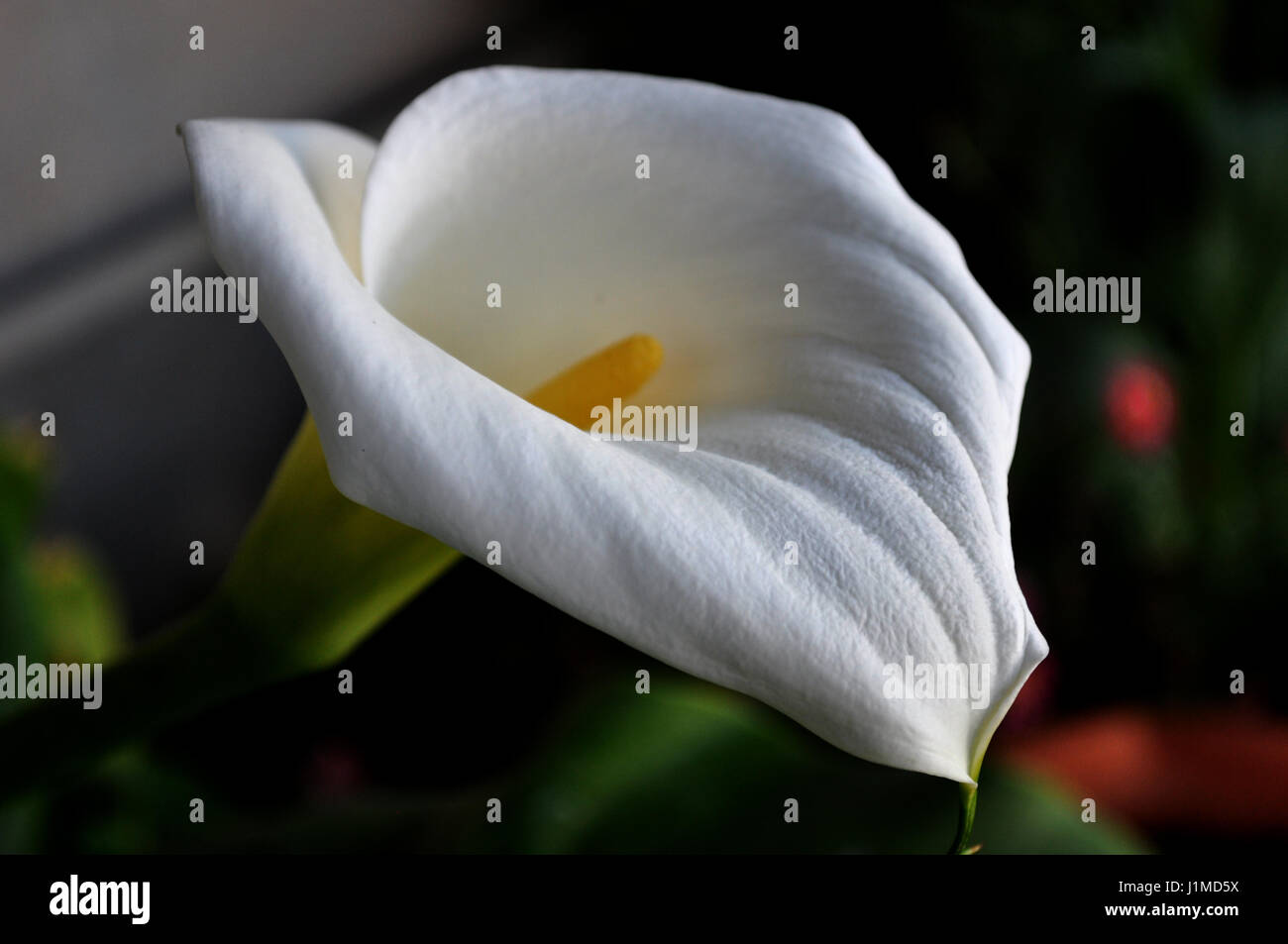 skin texture calla lily Stock Photo - Alamy