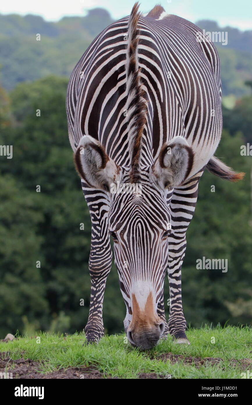 Zebra grazing at West Midlands Safari Park; UK Stock Photo - Alamy