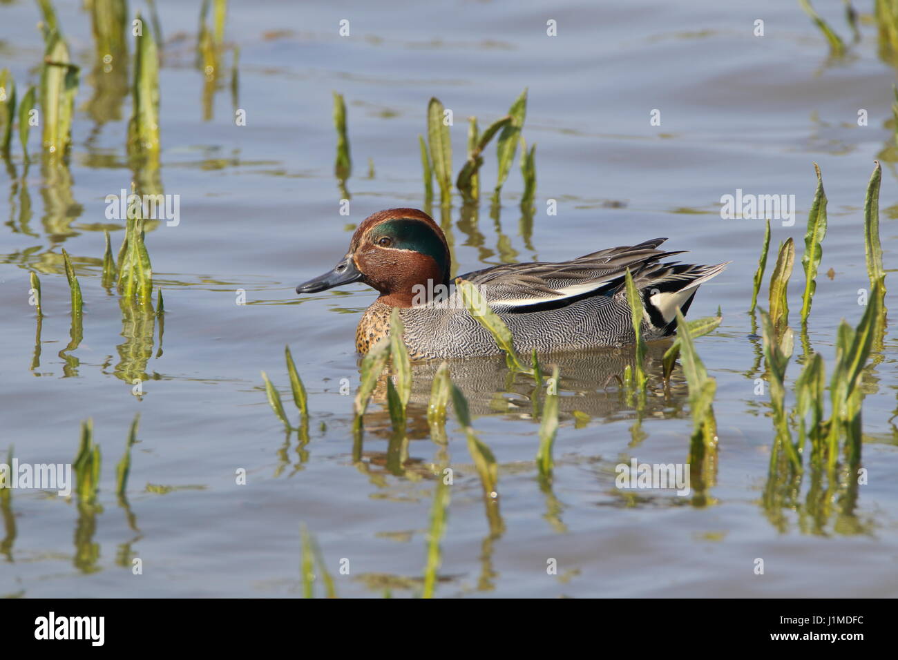 Teal duck, Anas crecca, at RSPB Titchwell Marsh, Norfolk;UK Stock Photo ...