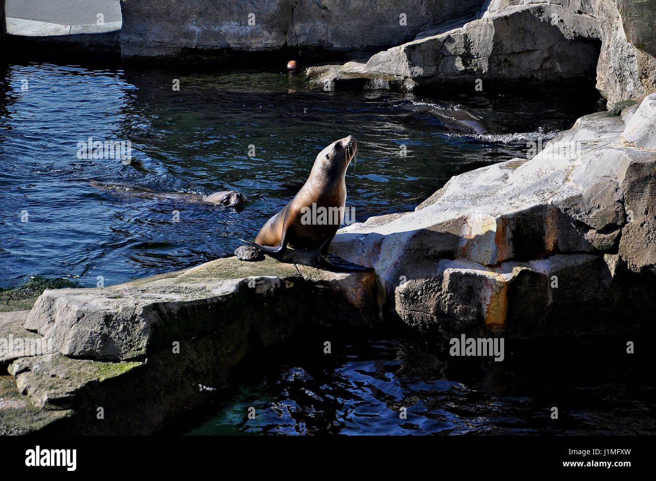 Seal sits on rocks by the pool Stock Photo - Alamy