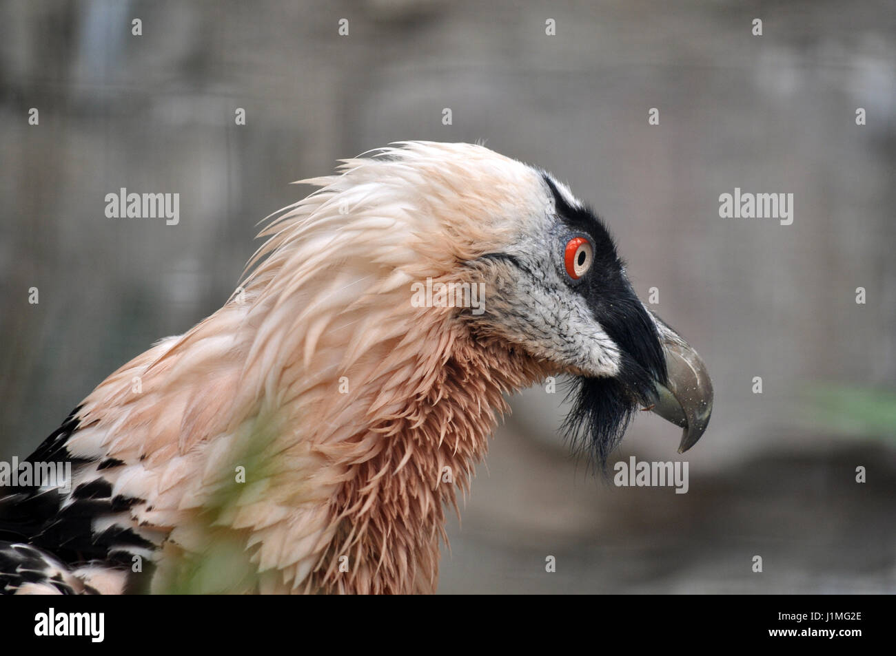 Animal close-up photography. Adult eagle portrait from the side Stock ...