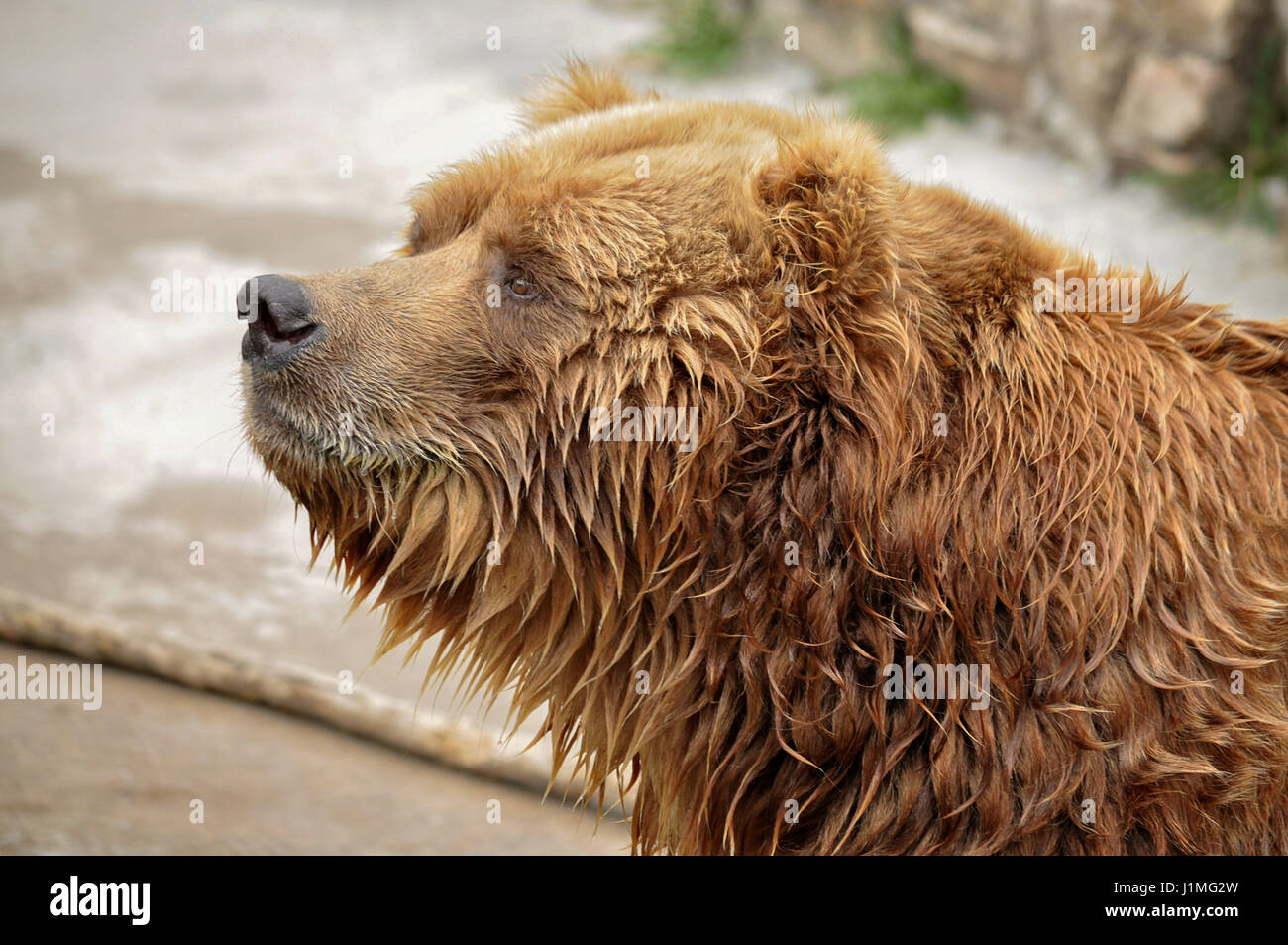 Animal close-up photography. Brown bear portrait Stock Photo - Alamy