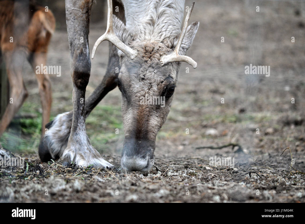 Animal close-up photography. Adult reindeer male portrait Stock Photo ...