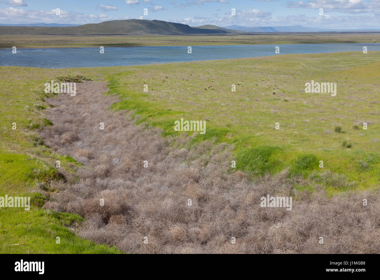 Franklin County, Washington: Tumbleweeds fill an arroyo along the ...
