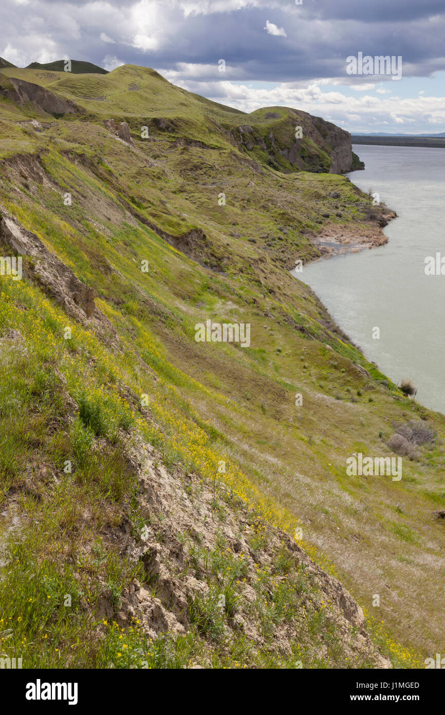 Franklin County, Washington: Spring wildflowers on the White Bluffs ...