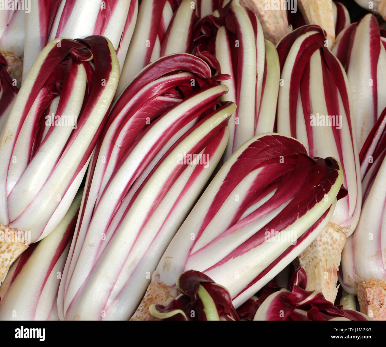 red radicchio havested in the Po Valley in Italy in winter Stock Photo ...