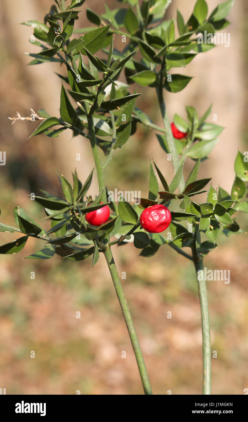 aculeatus plant with three red berries Stock Photo - Alamy