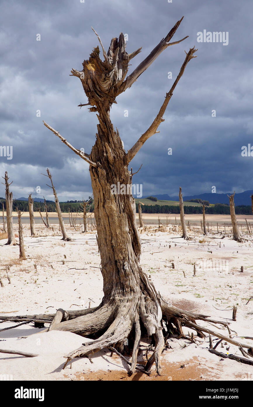 Old twisted tree hi-res stock photography and images - Alamy