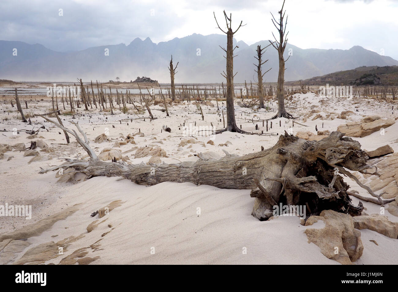 Dead old trunk in desert hi-res stock photography and images - Alamy