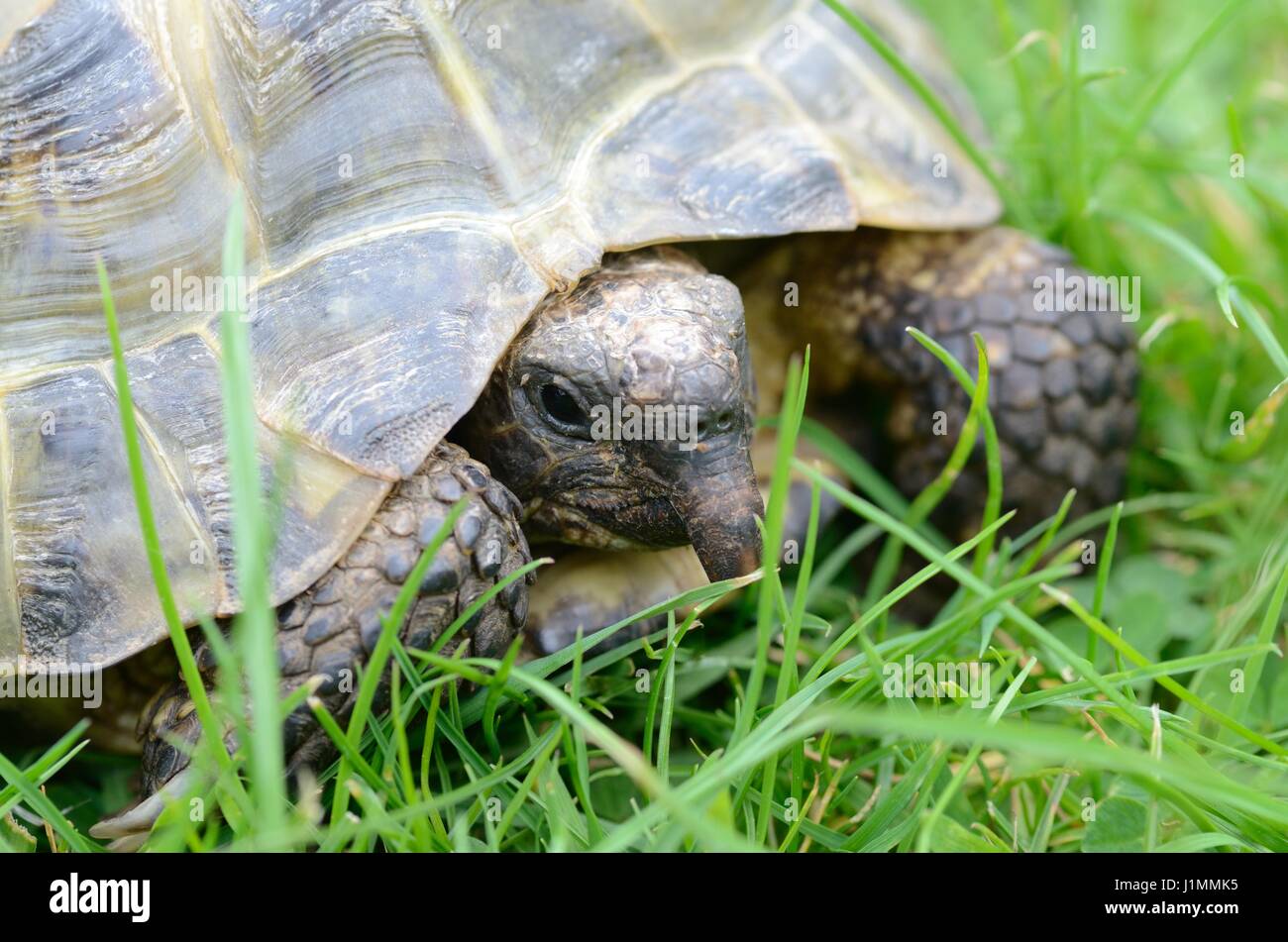 Pet Tortoise on a green lawn Stock Photo - Alamy
