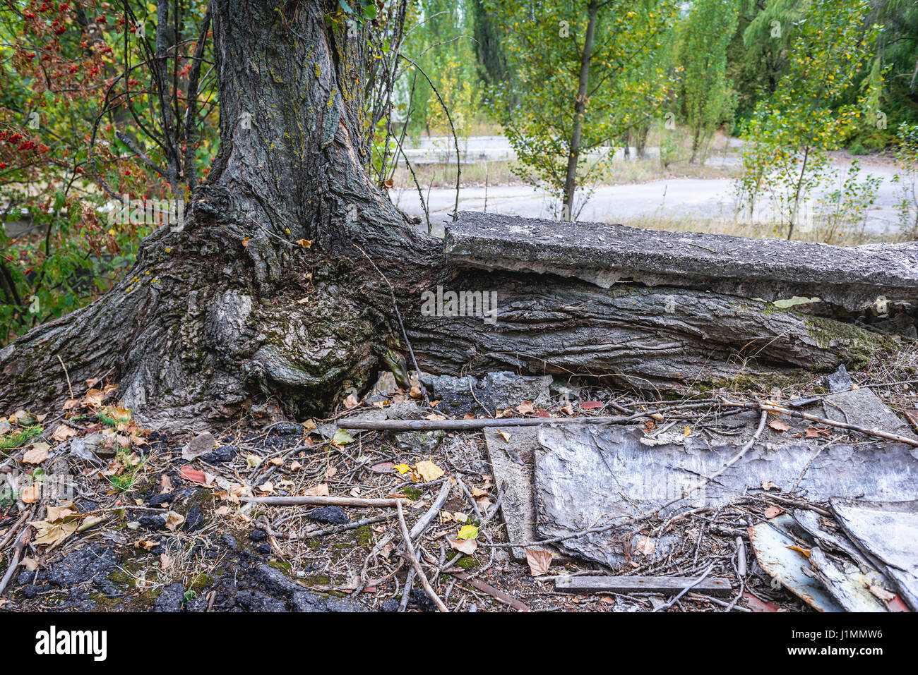 Tree in front of Palace of Culture Energetik in Pripyat ghost city of ...
