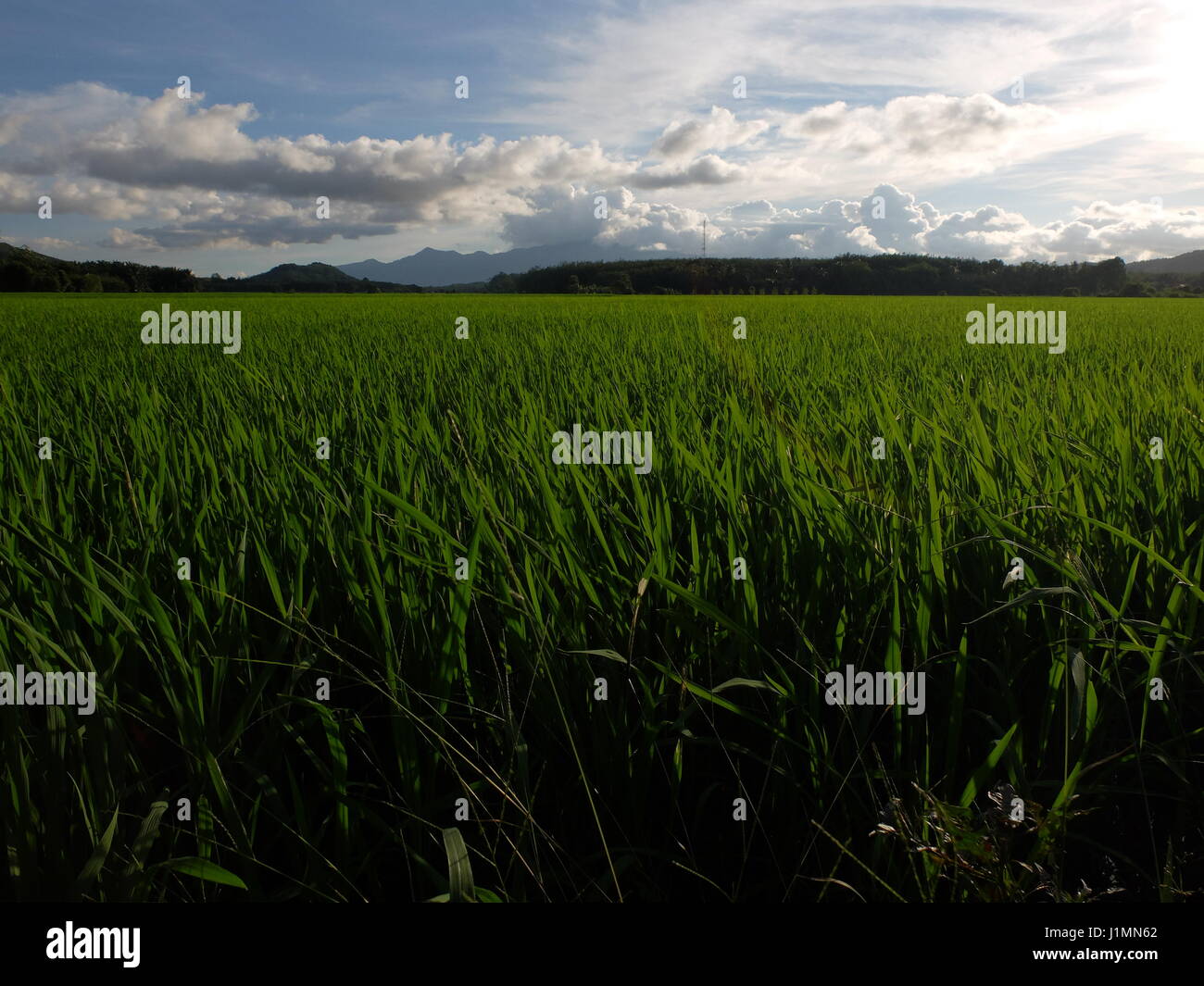 Paddy field view hi-res stock photography and images - Alamy