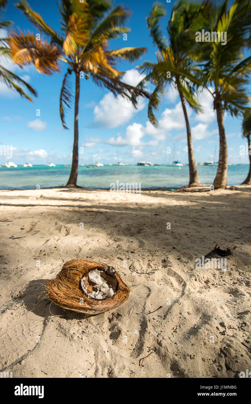 coco on the beach Stock Photo - Alamy